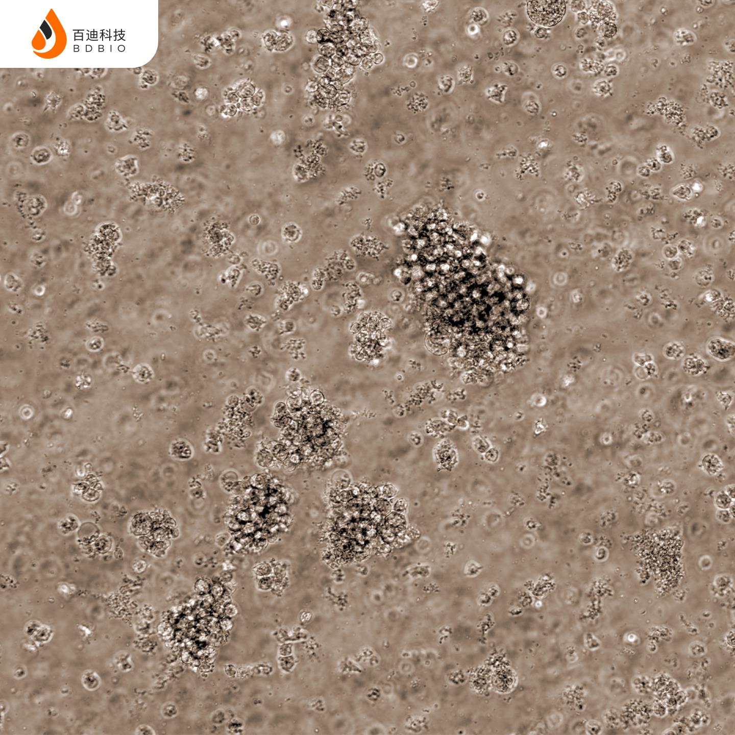 小鼠T淋巴细胞CTLL-2