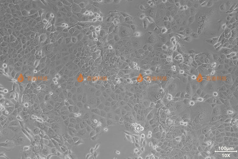 人正常结肠上皮细胞NCM460