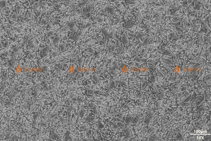 小鼠结肠癌细胞CT26