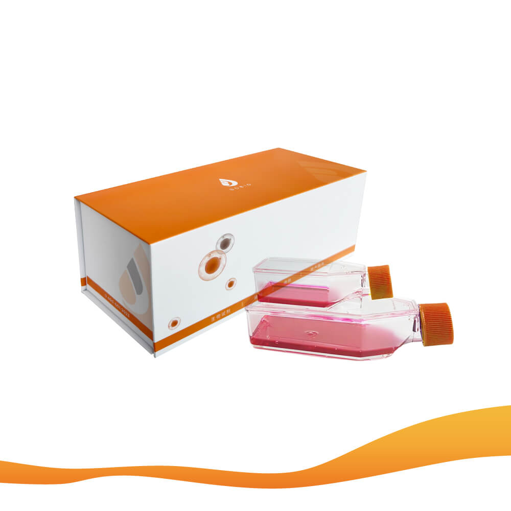 人肝癌细胞HCCLM3（eGFP- LUC双标记）